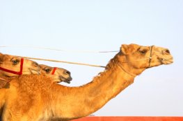 Visiting the Al Marmoom Desert Conservation Reserve - Dubai Travel Planner