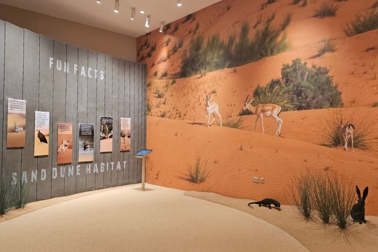 Unforgettable Dubai Desert Conservation Reserve Experiences - Dubai ...